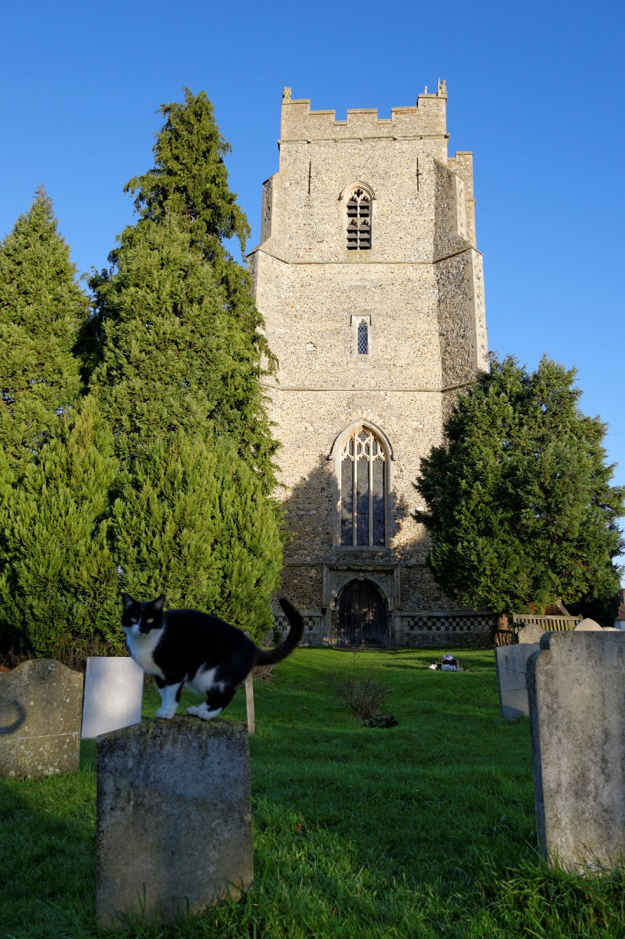 High Easter - St Mary - Cat