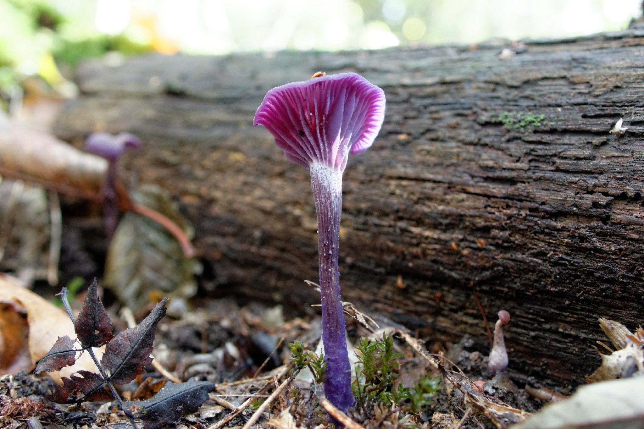 Amethyst Deceiver (Laccaria amethystina)