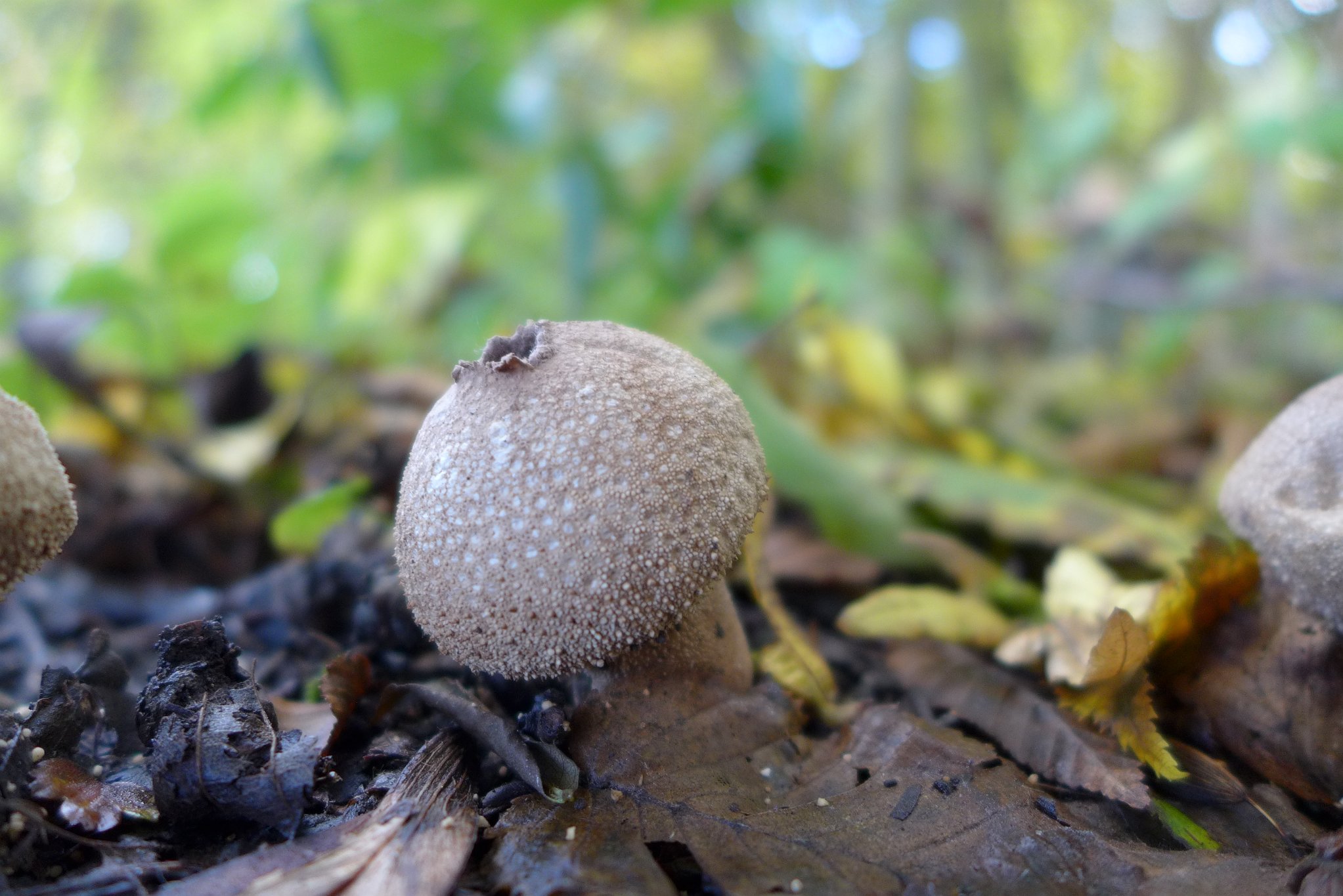 Common Puffball - Lycoperdon perlatum