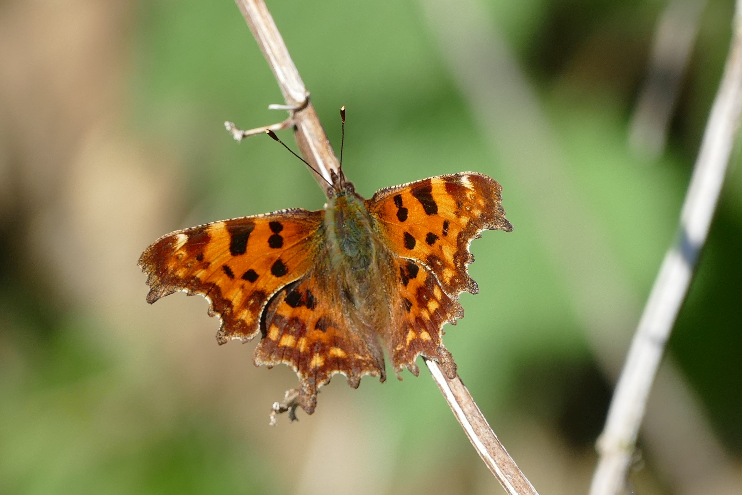 Comma - Polygonia c-album