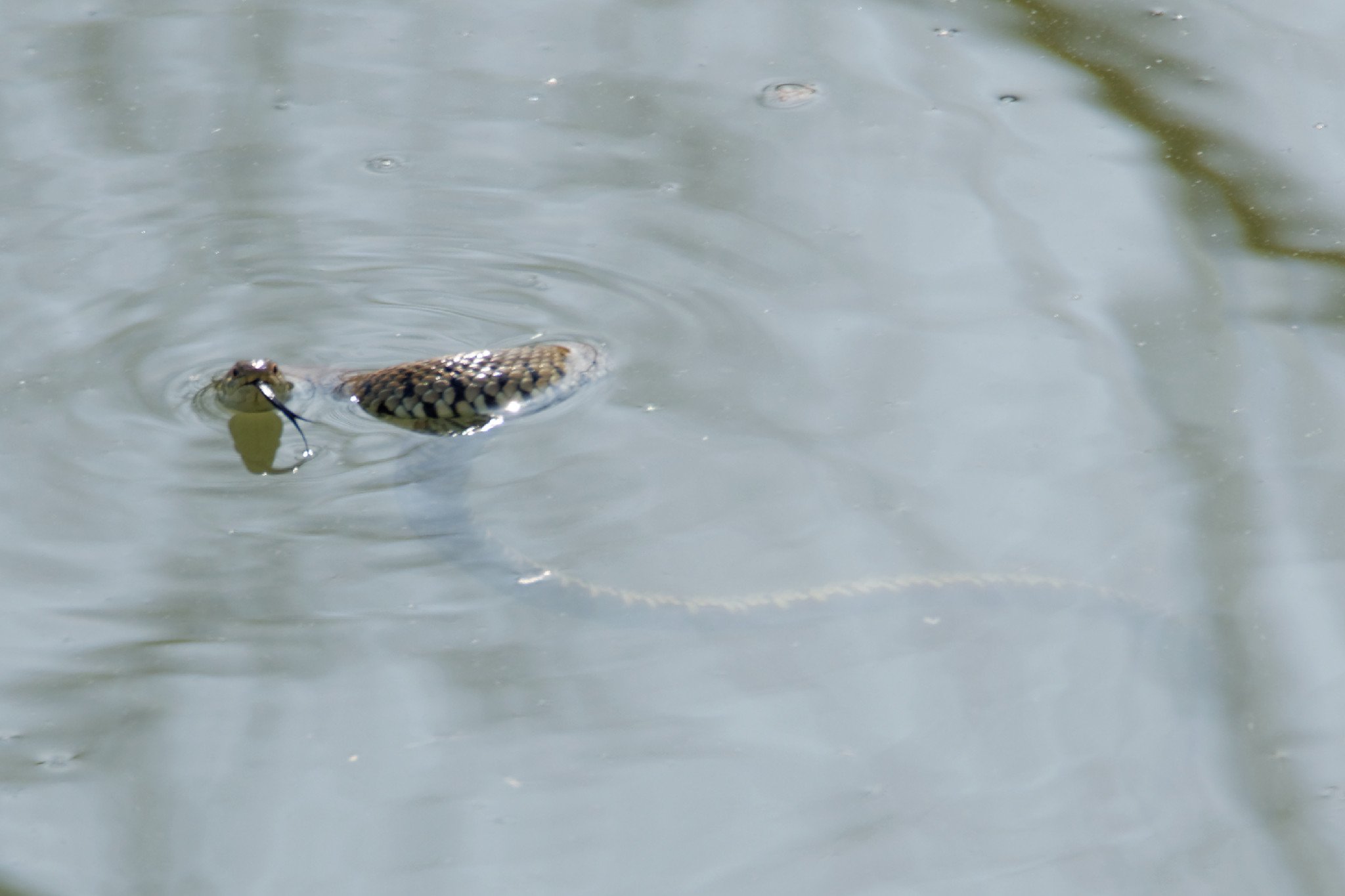 Swimming Grass Snake -4